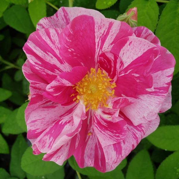 【商品説明】ロサ・ガリカ・オフィキナーリスの枝変わり品種で、花色が違う以外はほとんど特徴は同じ。花弁の色がローズ色と白のストライプになる。ガリカ系のコンパクトな樹形でスレンダーな枝で、多くの枝は直立に伸び、やがて弓なりに垂れる。秋には実が楽...