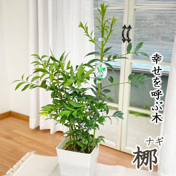 ■特徴古くからご神木として各地の神社に植えられていると言われています。 【苦難をなぎ倒す】 お参りに来た人がナギの葉を身につけ、道中の苦難をなぎ倒すパワーをいただいていたそうです。 【さけにくい】 ナギの葉は横になかなか裂くことが出来ません...