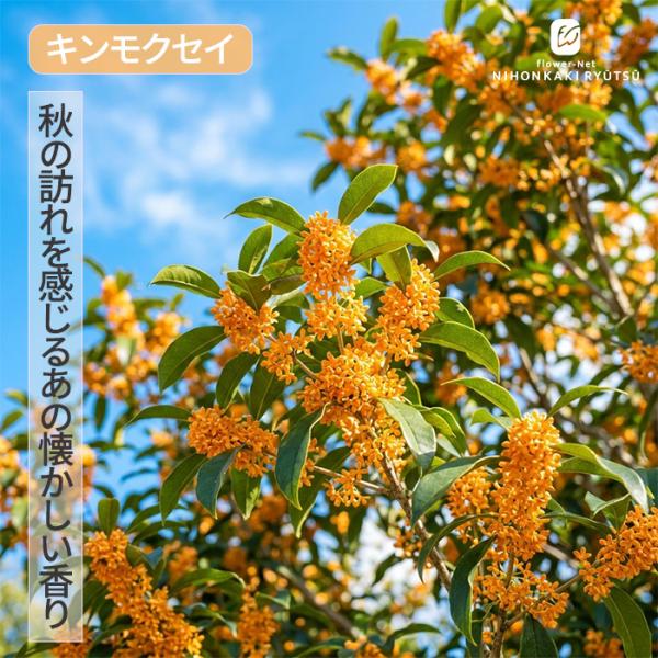 ■特徴秋の訪れを告げる甘く芳醇な香りと鮮やかな橙色の小花を咲かせるキンモクセイ（金木犀）。 夏が終わり少し涼しくなってきた頃、お庭や玄関先で季節の移ろいと心地よい香りを身近に感じられます。 ジンチョウゲ、クチナシと並び、日本の三大芳香木のひ...