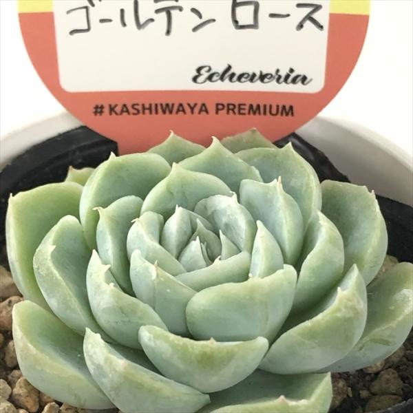 ■日当たり春秋型種 10℃〜25℃の過ごしやすい季節によく生長し、暑すぎたり、寒すぎる時期は休眠してしまいます。 生長期：2月〜6月・9月〜11月 休眠期：7月〜8月・11月〜1月■水やり1春・秋は日当たりがよく、雨が当たらない風通しの良い...