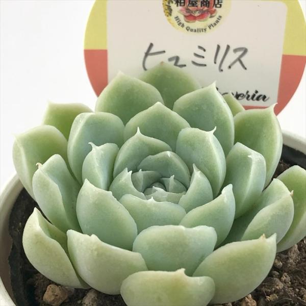 ■日当たり春秋型種 10℃〜25℃の過ごしやすい季節によく生長し、暑すぎたり、寒すぎる時期は休眠してしまいます。 生長期：2月〜6月・9月〜11月 休眠期：7月〜8月・11月〜1月■水やり1春・秋は日当たりがよく、雨が当たらない風通しの良い...