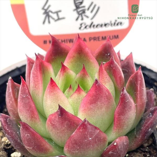 ■日当たり春秋型種 10℃〜25℃の過ごしやすい季節によく生長し、暑すぎたり、寒すぎる時期は休眠してしまいます。 生長期：2月〜6月・9月〜11月 休眠期：7月〜8月・11月〜1月■水やり1春・秋は日当たりがよく、雨が当たらない風通しの良い...