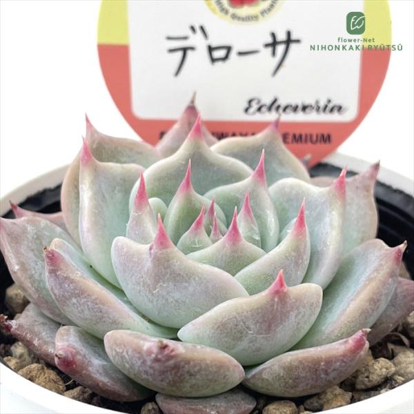 ■日当たり春秋型種 10℃〜25℃の過ごしやすい季節によく生長し、暑すぎたり、寒すぎる時期は休眠してしまいます。 生長期：2月〜6月・9月〜11月 休眠期：7月〜8月・11月〜1月■水やり1春・秋は日当たりがよく、雨が当たらない風通しの良い...