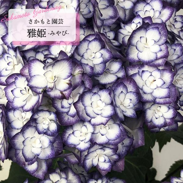 【置き場所】日陰のイメージがありますが、日当たりの良い場所の方が花付きが良くなります。夏の強い西日は嫌うため、それを避けられる環境が最適です。【用土】花色をコントロールしたい場合は、アジサイ専用（赤花・青花）に販売されている培養土を利用する...