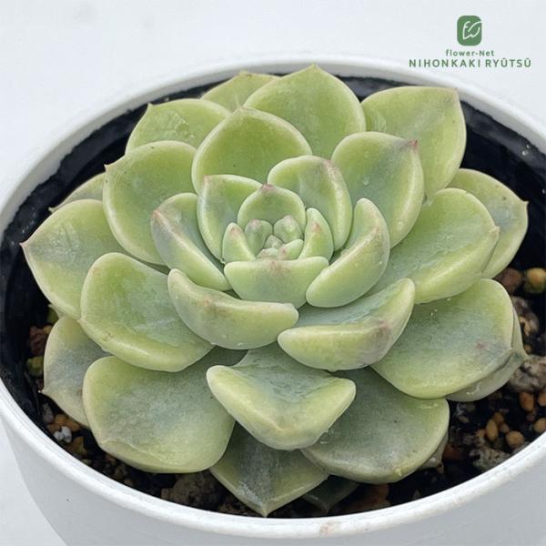 ■日当たり冬型種 高山などの気温の低い地域に自生する種類は、日本の夏の暑さが苦手で、5℃〜20℃の気温でよく育ちます。 生長期：9月〜5月 休眠期：6月〜8月■水やり風通しがよく、雨の当たらない明るい日陰に置く。 盛夏は扇風機などで鉢の温度...