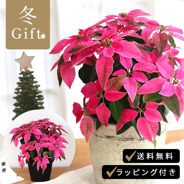 フラワーネット日本花キ流通のおすすめ冬ギフト♪クリスマスを彩る華やかなプリンセチア「ホットピンク」明るく華やかなはじけるようなピンク色の花色が素敵な品種です。〜プリンセチアについて〜ポインセチアの一種でもあるプリンセチアは、お姫様のティアラ...