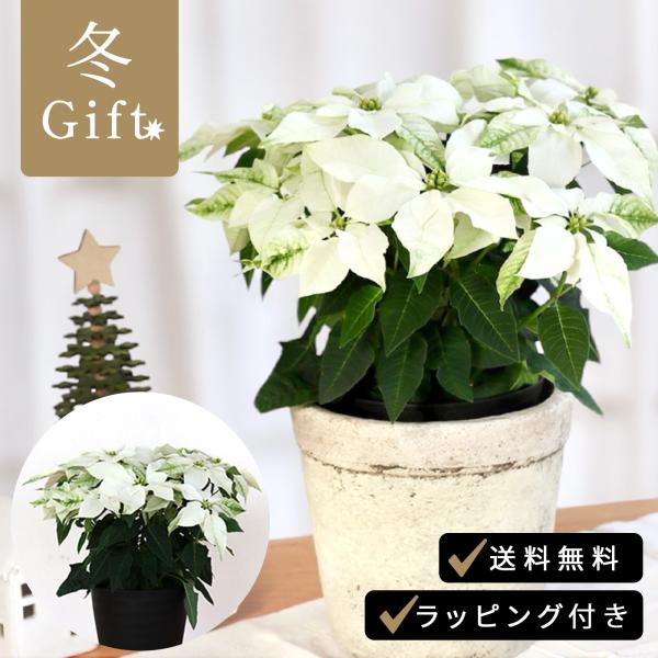 フラワーネット日本花キ流通のおすすめ冬ギフト♪クリスマスを彩る華やかなプリンセチア「ピュアホワイト」まじりけのない、雪のようにクリアな白色の花色が素敵な品種です。〜プリンセチアについて〜ポインセチアの一種でもあるプリンセチアは、お姫様のティ...