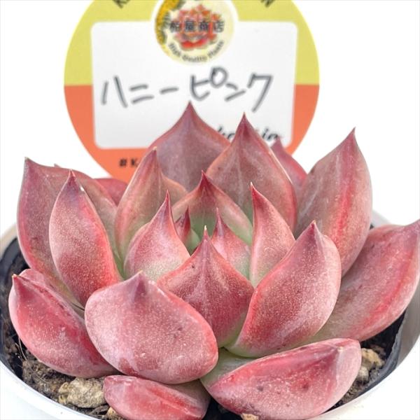 ■日当たり春秋型種 10℃〜25℃の過ごしやすい季節によく生長し、暑すぎたり、寒すぎる時期は休眠してしまいます。 生長期：2月〜6月・9月〜11月 休眠期：7月〜8月・11月〜1月■水やり1春・秋は日当たりがよく、雨が当たらない風通しの良い...