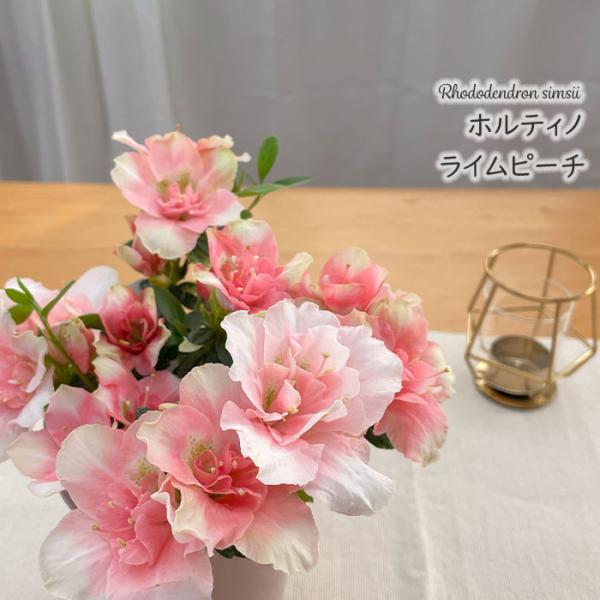 ■特徴ツツジ科 ツツジ属  おしゃれな花色が特徴のベルギーアザレア ホルティノ。 ツツジ科の植物は、開花して間もなく花が落ちてしまうこともありますが、ホルティノもロドデンドロン『エターナル』と同様に花持ちがとても良いことから長い期間花を楽し...