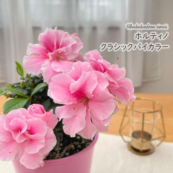 ■特徴ツツジ科 ツツジ属  おしゃれな花色が特徴のベルギーアザレア ホルティノ。 ツツジ科の植物は、開花して間もなく花が落ちてしまうこともありますが、ホルティノもロドデンドロン『エターナル』と同様に花持ちがとても良いことから長い期間花を楽し...