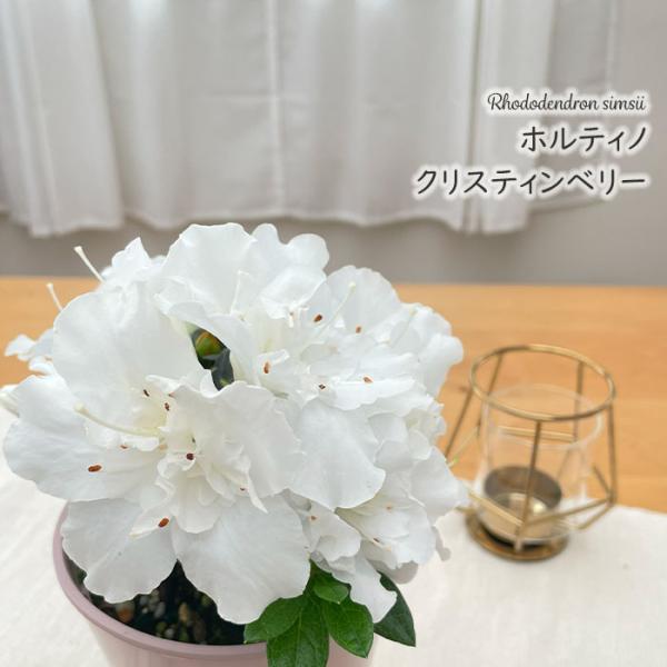 ■特徴ツツジ科 ツツジ属  おしゃれな花色が特徴のベルギーアザレア ホルティノ。 ツツジ科の植物は、開花して間もなく花が落ちてしまうこともありますが、ホルティノもロドデンドロン『エターナル』と同様に花持ちがとても良いことから長い期間花を楽し...