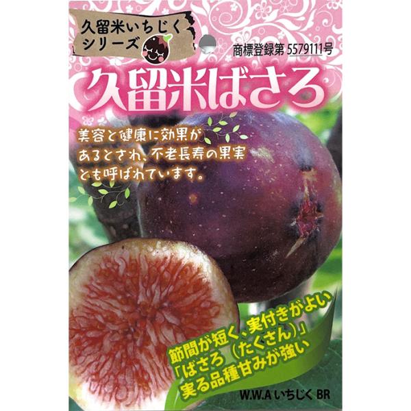 【特徴】福岡県久留米市で交配育種された【久留米イチジク】久留米ばさろの「ばさろ」とは、筑後弁で「たくさん」という意味で、その名の通りたくさんの実がなり、甘みもたくさんあります。蜜のようなとろりとした食感と濃密な甘さが評判の日本生まれの黒イチ...