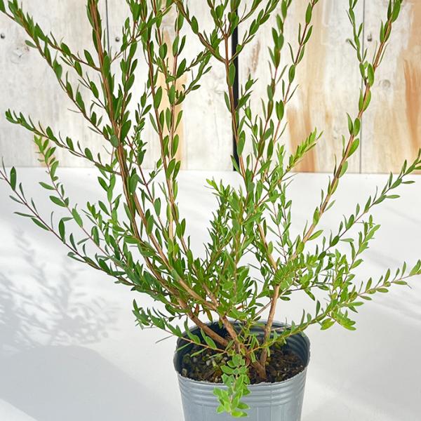 【特徴】春と秋に紫のかわいいワタガシみたいな花を咲かせます。葉には爽やかな香りもあります。【置き場所】日当たりの良い場所で管理してください。【水やり】土があまり乾かないように水やりに注意してください。【サイズ・その他】7.5cmポット 1ポ...