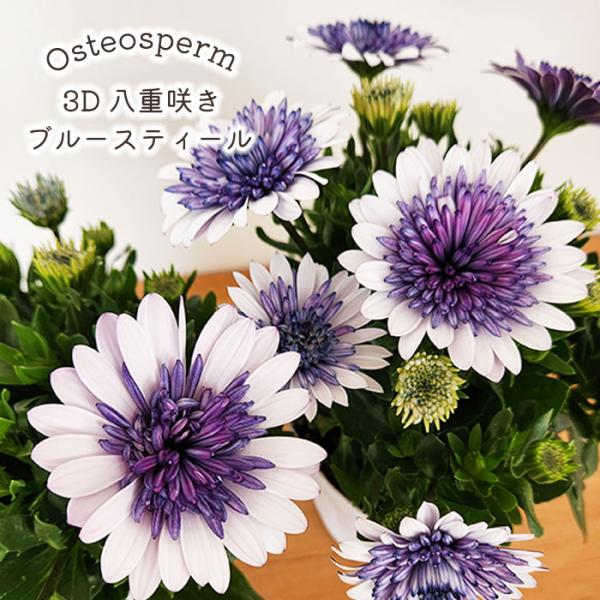 【置き場所】日光を好む植物のため、日当たりが良く風通しの良い場所で管理してください。十分な日当たりがないと花が咲きにくくなりますので注意します。【水やり】比較的乾燥に強い植物ではありますが、暑い時期や花が咲いている時期は感想を避けるために土...