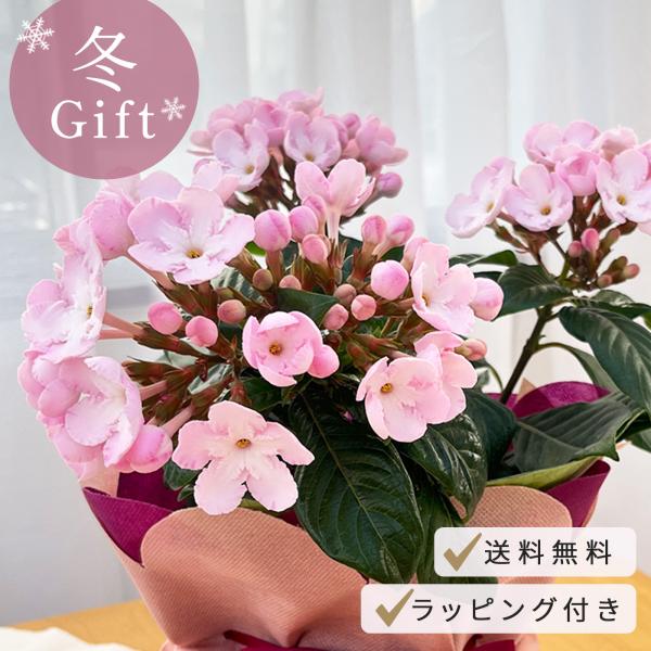 あま〜い香りが魅力のニオイザクラ。白い真珠のような上品な品種です。【置き場所】1年を通じて雨に当てないようにして下さい。秋〜春は日当たりのよい場所で管理します。※夏は涼しい半日陰。冬は凍らないように室内に取り込んでください。【水やり】基本的...
