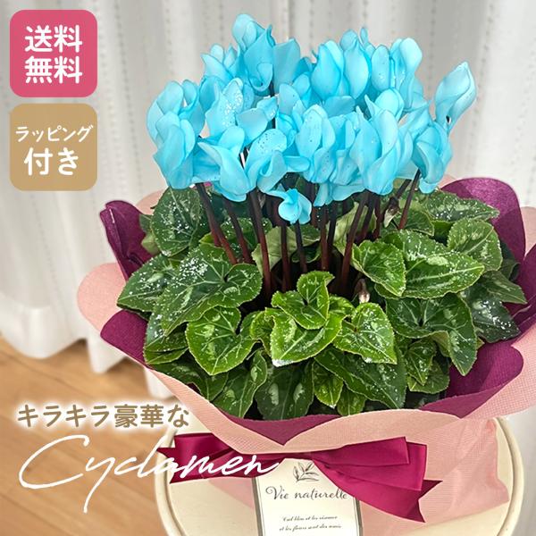 花にも葉にもラメの付いた豪華なシクラメンです。白のシクラメンに色を吹き付けて作っています。新しく開花するつぼみは白で、白と青のミックス咲きも楽しめます。お花1本の開花期間は約1ヶ月です。贈り物にはもちろん、自分へのプレゼントにもおすすめです...