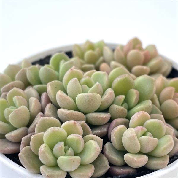 ■特徴春秋型種 10℃〜25℃の過ごしやすい季節によく生長し、暑すぎたり、寒すぎる時期は休眠してしまいます。 生長期：9月〜5月 休眠期：6月〜8月■置き場所・水やり1春・秋は日当たりがよく、雨が当たらない風通しの良い場所に置く 2夏の直射...