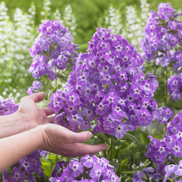 【特徴】ハナシノブ科の宿根草で夏の暑い時期に元気よく咲く花。２５ｃｍ以上にもなる大きな花房は一般品種の２倍近い大きさになります。背が高いためうどんこ病などの影響を受けにくく、病気やカビにも抵抗性を持つため育てやすい品種。花房から甘いキャンデ...