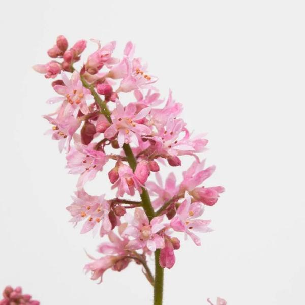 【特徴】ヒューケラとティアレアの交配種で、繊細な花と葉、環境適応性の良いところを合わせ持つ品種です。濃いピンク色の花が密に次々と咲き、一面がピンク色に染まる可愛らしいお花です。【開花時期】4月〜6月【草丈】40cm〜50cm【サイズ・その他...