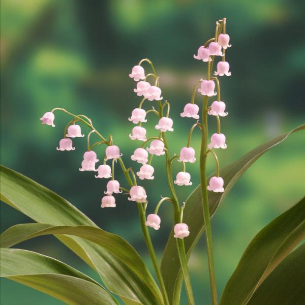 【特徴】ヨーロッパ原産のドイツスズラン桃花種です。日本の北国では春を告げる草花として親しみある植物ですが、日本種より大型で、花色が特に美しい品種です。【開花時期】4月〜6月【草丈】20cm〜30cm【サイズ・その他】お届け：9cmポット　1...