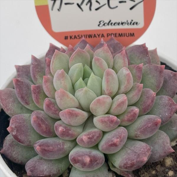 ■日当たり春秋型種 10℃〜25℃の過ごしやすい季節によく生長し、暑すぎたり、寒すぎる時期は休眠してしまいます。 生長期：2月〜6月・9月〜11月 休眠期：7月〜8月・11月〜1月■水やり1春・秋は日当たりがよく、雨が当たらない風通しの良い...