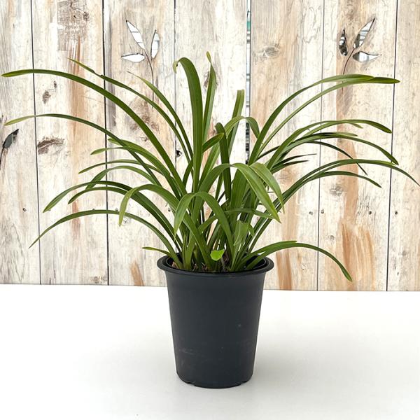 ■特徴『ミツバチを誘導するラン』として養蜂家に知られているキンリョウヘン。 女王蜂のフェロモンに似た香りを出し、ミツバチを誘引するとして大人気の植物です。 近年のニホンミツバチの激減から国内中のわずかな在庫は超高騰し、ほとんど流通しなくなっ...