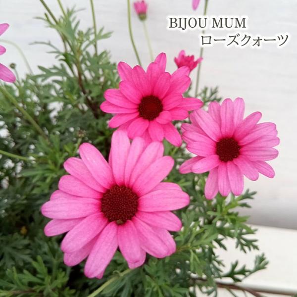 【商品説明】マーガレット×ローダンセマムの交配種。花期が長く、蕾が次々とあがってくるマーガレットの特性と耐寒性があるローダンセマムの特性の両方を持ち合わせていて、マーガレットやローダンセマムにはない花色等を持つという全く違う特性も持ち合わせ...