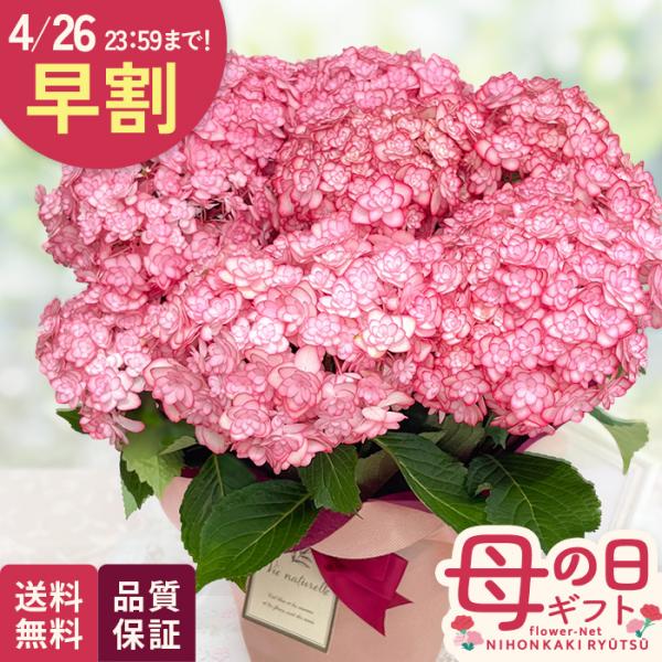【フラワーネット日本花キ流通】母の日ギフトおすすめ＼４つの無料特典／・お花を傷つけない優しい素材の「ギフトラッピング」・感謝のメッセージ入り「母の日ピック」・お花が初めてでも安心「育て方説明書」・届いてからも安心「品質保証」【贈る相手】女性...