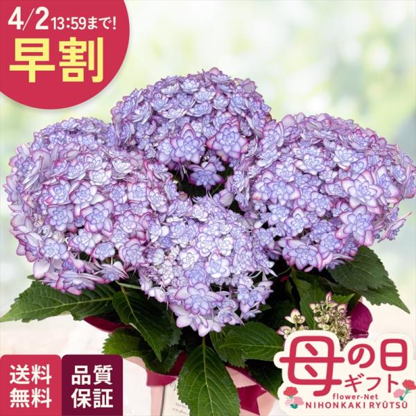 【フラワーネット日本花キ流通】母の日ギフトおすすめ＼４つの無料特典／・お花を傷つけない優しい素材の「ギフトラッピング」・感謝のメッセージ入り「母の日ピック」・お花が初めてでも安心「育て方説明書」・届いてからも安心「品質保証」【贈る相手】女性...
