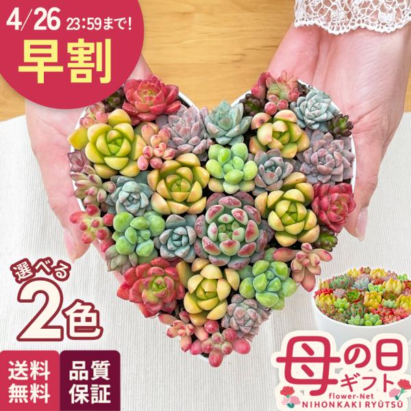 【フラワーネット日本花キ流通】母の日ギフトおすすめ＼３つの無料特典／・感謝を伝える「母の日メッセージカード」・お花が初めてでも安心「育て方説明書」・届いてからも安心「品質保証」【贈る相手】女性 お母さん 母 母親 ママ 妻 義母 おばあちゃ...