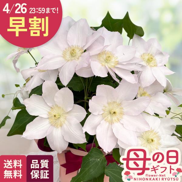【フラワーネット日本花キ流通】母の日ギフトおすすめ＼４つの無料特典／・お花を傷つけない優しい素材の「ギフトラッピング」・感謝のメッセージ入り「母の日ピック」・お花が初めてでも安心「育て方説明書」・届いてからも安心「品質保証」【贈る相手】女性...