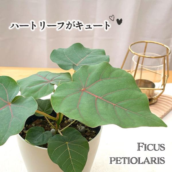 ■置き場所室内の明るい所で管理してください。 直射日光は葉焼けの原因になるので避けましょう。 エアコンの風が直接当たらない、風通しの良い場所に置いてください。 寒さにも強く5℃くらいまでの耐寒性があります。 ■水やり室内の良く日が当たる場所...
