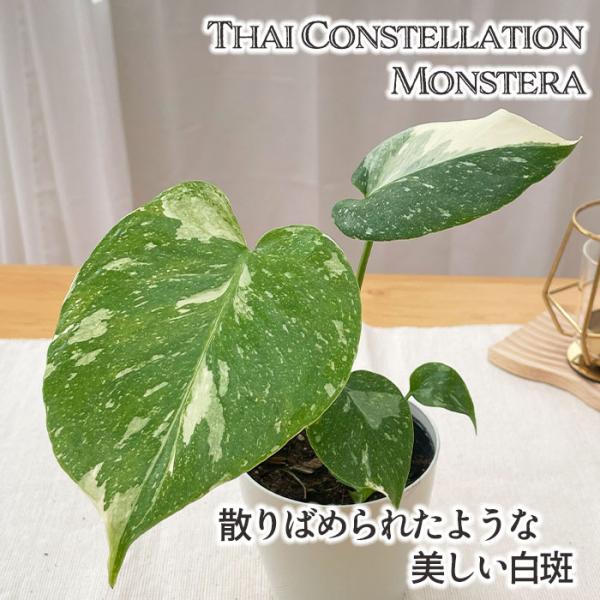 ■置き場所室内の明るい場所が好ましいですが、日陰などの暗い場所でも育ちます。 直射日光が苦手で、特に夏はレースのカーテン越し程度の日差しで充分です。 強い日差しに当たると葉が日焼けを起こしてしまうので注意して下さい。■水やり比較的乾燥に強い...