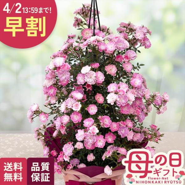 【フラワーネット日本花キ流通】母の日ギフトおすすめ＼４つの無料特典／・お花を傷つけない優しい素材の「ギフトラッピング」・感謝のメッセージ入り「母の日ピック」・お花が初めてでも安心「育て方説明書」・届いてからも安心「品質保証」【贈る相手】女性...