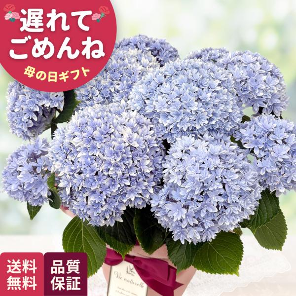 【フラワーネット日本花キ流通】母の日ギフトおすすめ＼４つの無料特典／・お花を傷つけない優しい素材の「ギフトラッピング」・感謝のメッセージ入り「母の日ピック」・お花が初めてでも安心「育て方説明書」・届いてからも安心「品質保証」【贈る相手】女性...