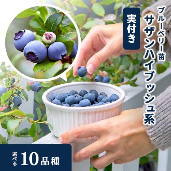 【特徴】届いてすぐに収穫が楽しめる、実の付いた苗をお届けします！サザンハイブッシュ系は冬が温かい地域でも栽培できるよう改良された系統です。次々と新しい品種が開発されていているので、上級者向けの系統だといわれています。酸味と甘味のバランスがあ...