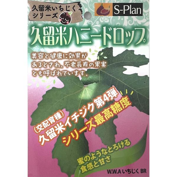 【特徴】福岡県久留米市で交配育種された【久留米イチジク】の中で最も糖度の高い品種。蜜のようなとろける食感と甘さを味わうことができます。ただ甘いだけではなくわずかに感じる酸味が絶妙なバランスでとっても美味しい。他の久留米シリーズと一緒に育てて...