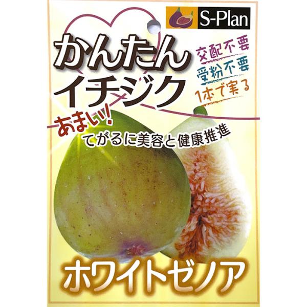 日本花キ流通 予約販売 いちじく 苗 ホワイトゼノア 15cmポット 日本花キ流通 予約販売 いちじく 苗 ホワイトゼノア 15cmポット