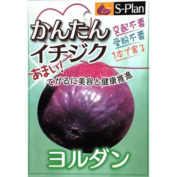 【特徴】イスラエル原産の夏秋兼用種。糖度も高いがフルーティーで上品な甘さ。さっぱりしていて甘ったるさを感じにくくついついたくさん食べてしまいそうです。見付きが良く、若い木でも収穫が見込まれます。イチジクの中では耐寒性が強いところもうれしいポ...
