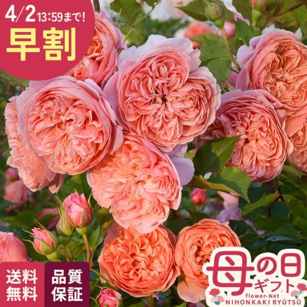 【フラワーネット日本花キ流通】母の日ギフトおすすめ＼２大無料特典／・母の日メッセージ入り「お花の育て方説明書」・届いてからも安心「品質保証」【贈る相手】女性 お母さん 母 母親 ママ 妻 義母 おばあちゃん 祖母 継母 兄弟 姉妹 友人 友...