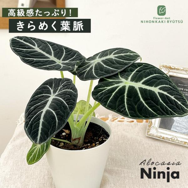 ■特徴黒っぽい葉にきらめく白い葉脈が流れる美しい品種です。 ベルベッドのような質感の葉は高級感があります。 コンパクトながら存在感があり、インテリアにぴったりです。■置き場所一年を通して直射日光の当たらない明るい日陰で育てます。 強い直射日...