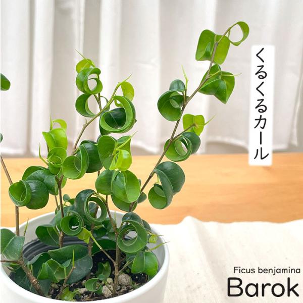 ■商品説明どんなインテリアにも溶け込みやすいシンプルな白い鉢に入ってのお届けです。 丸みのある鉢ががキュートでスタイリッシュなデザインとなっていて、シンプルな鉢はどんなインテリアにも自然に溶け込み、空間を明るい印象にします。 届いたその日か...