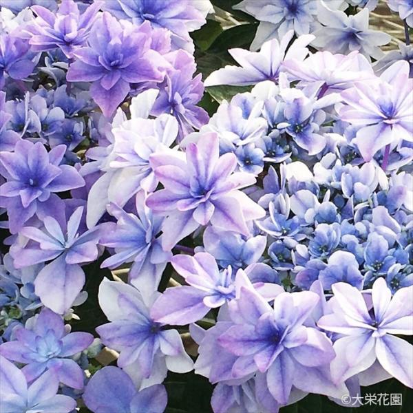 【特徴】育種、品種改良で常に最新の品種を発信し続ける大栄花園のオリジナル品種。ブルーのグラデーションと八重咲の姿がなんとも美しい空海。【置き場所】日陰のイメージがありますが、日当たりの良い場所の方が花付きが良くなります。夏の強い西日は嫌うた...