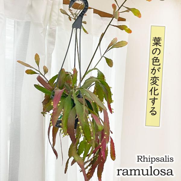 【置き場所・日当たり】プセウドリプサリス ラムローサはレースのカーテン越し程度の光を当てて下さい。エアコンの風は直接当たらないようにしてください。水やりを行った後は換気の良い場所で管理します。【水やり】2週間に1回程度、与えるときはたっぷり...