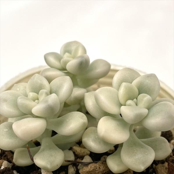 ■特徴春秋型種 10℃〜25℃の過ごしやすい季節によく生長し、暑すぎたり、寒すぎる時期は休眠してしまいます。 生長期：9月〜5月 休眠期：6月〜8月■置き場所・水やり1春・秋は日当たりがよく、雨が当たらない風通しの良い場所に置く 2夏の直射...