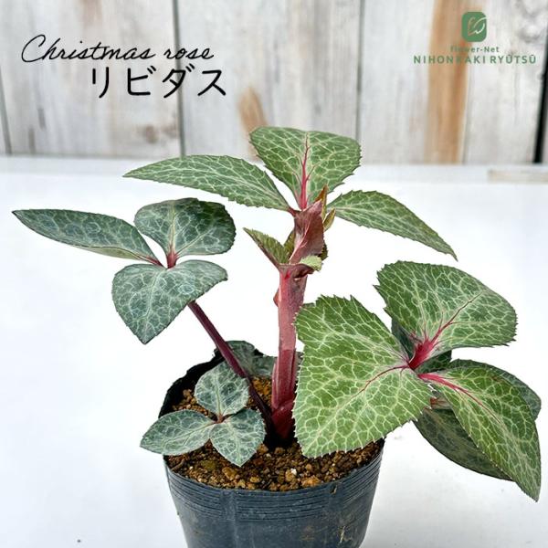 【商品説明】杉山交配クリスマスローズ9cmポットになります。※実生苗の為、画像と花色、花型が異なることもあります。  【日当たり】半日陰を好みます。【温度】耐寒性が強い植物です。【水やり】土の表面が乾いたら充分に与えてください。【サイズ・そ...