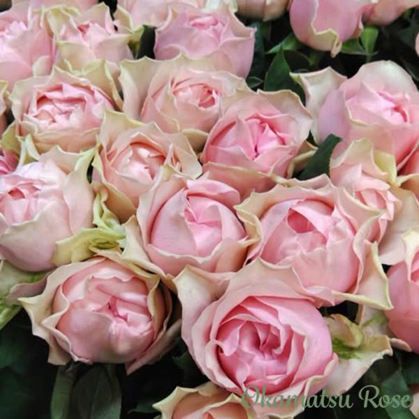 【商品説明】花弁がウエーブした、丸咲きのピンクが可愛い品種です。「幸せを運ぶ薔薇作りを通じて 心をつなぐ」切花のバラを生産して26年。育種家として20年の経験を持つ岡松ローズの生産者 岡松 計仁さん。岡松ローズさんがガーデンローズとしてみん...
