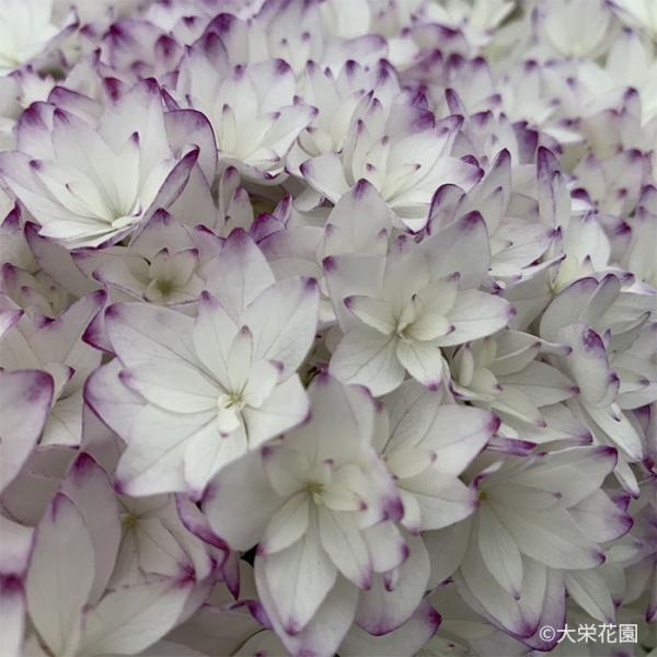 【特徴】育種、品種改良で常に最新の品種を発信し続ける大栄花園のオリジナル品種。白地の花弁に紫色の縁取りが美しく、八重のてまり咲き品種です。【置き場所】日陰のイメージがありますが、日当たりの良い場所の方が花付きが良くなります。夏の強い西日は嫌...