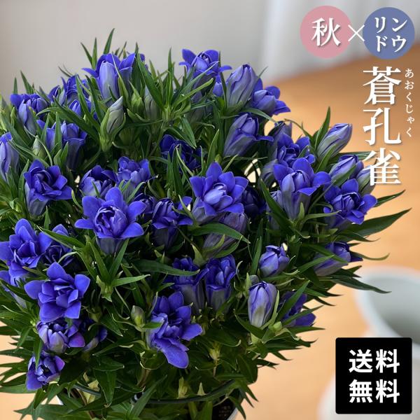 フラワーネット日本花キ流通のおすすめ秋ギフトいわて花巻のリンドウ「蒼孔雀」「秋にリンドウを育てるささやかな贅沢」涼しさを感じはじめる秋、空気が澄んで、植物の色もぐっと深まる季節。そんな時期にぴったりなのが凛と咲くリンドウです。繊細に見えて、...