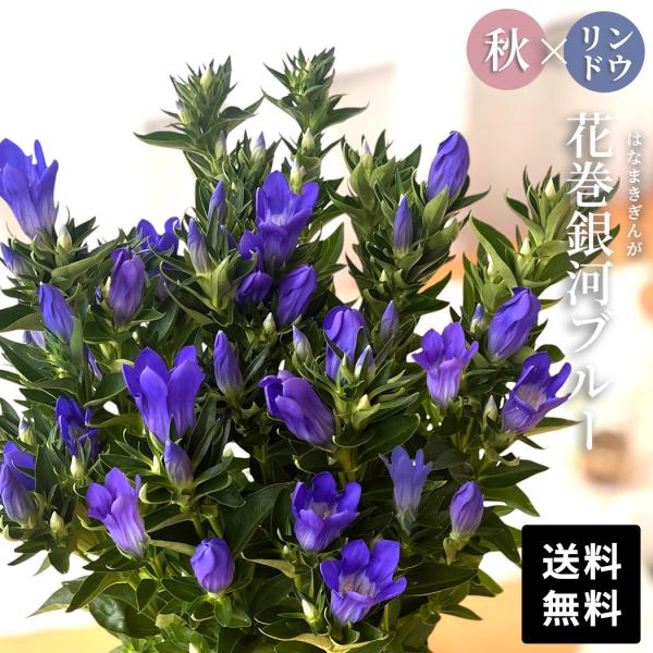 フラワーネット日本花キ流通のおすすめ秋ギフトいわて花巻のリンドウ「花巻銀河ブルー」「秋にリンドウを育てるささやかな贅沢」涼しさを感じはじめる秋、空気が澄んで、植物の色もぐっと深まる季節。そんな時期にぴったりなのが凛と咲くリンドウです。繊細に...